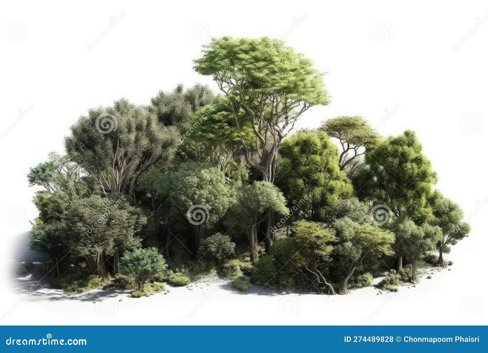 Green Leafy Trees in Forest. High Resolution, Isolate on White ...