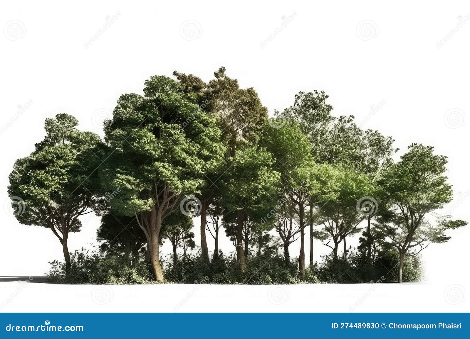 Green Leafy Trees in Forest. High Resolution, Isolate on White ...