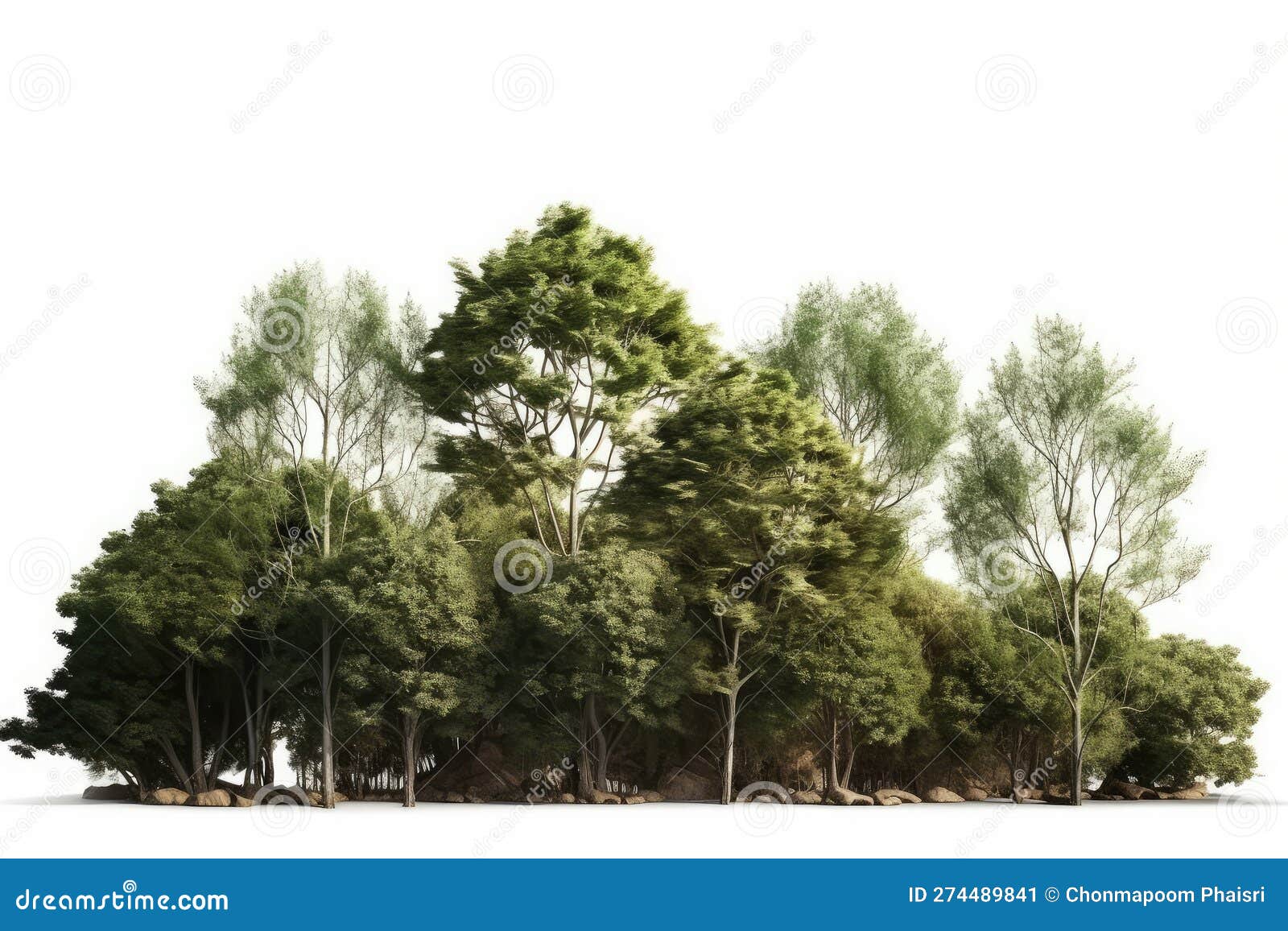 Green Leafy Trees in Forest. High Resolution, Isolate on White ...