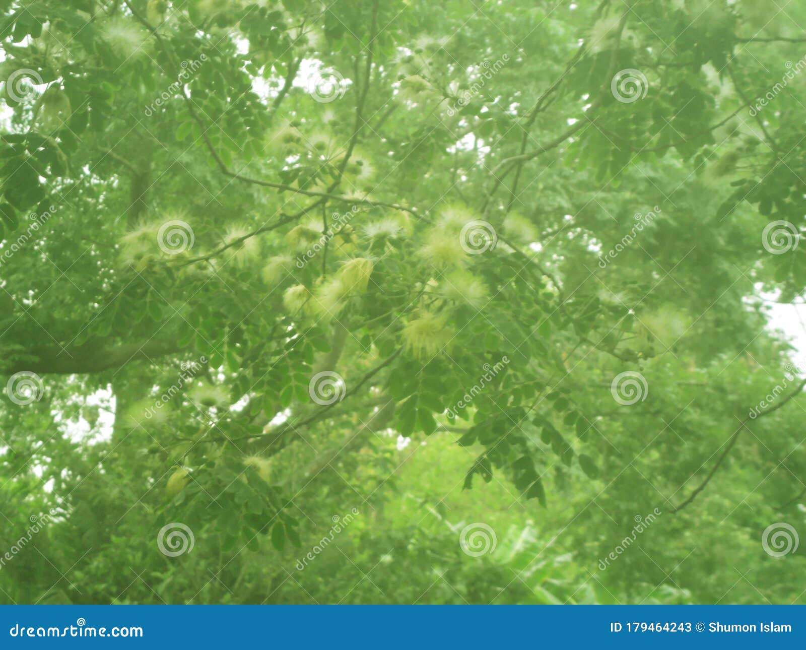 Green Leap, Flower, Green Background, Sky , Nice Look Stock Image ...