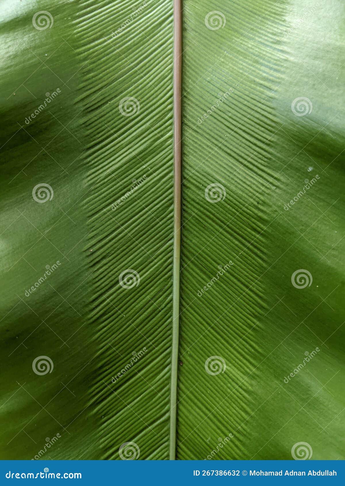 Green Leave with Abstract Unique Shape and Texture in the City Park ...