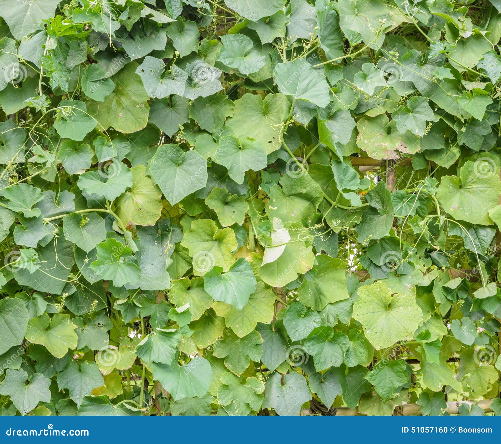 Green Leave of Angled Luffa Plant Stock Photo - Image of climb, nature ...