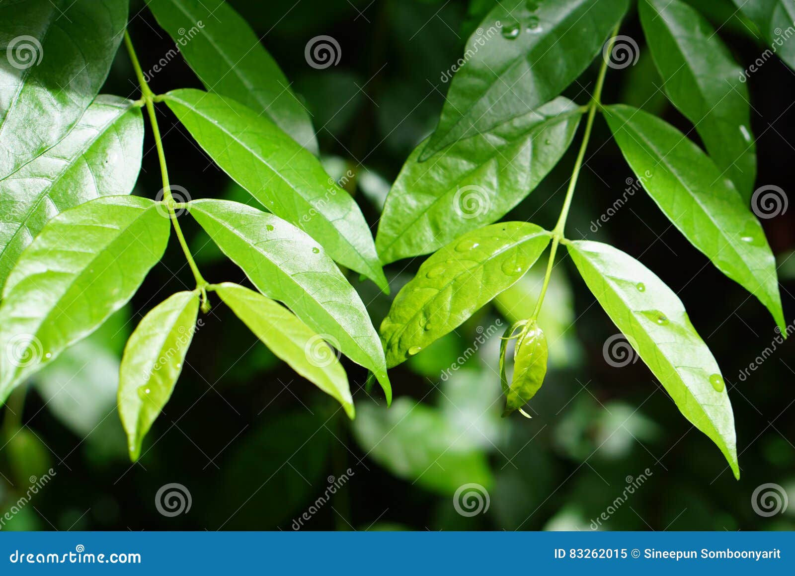 Green Leave Buds with Strong Morning Light Stock Image - Image of ...