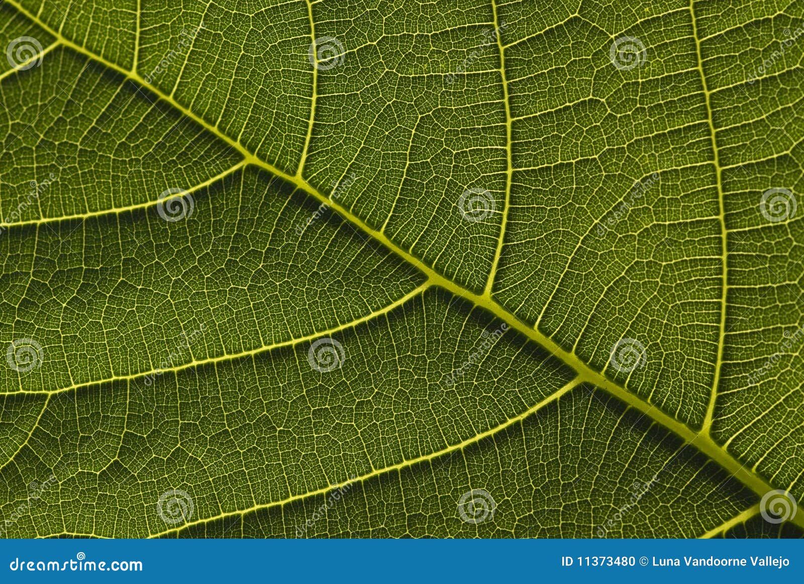 Green leave close up stock photo. Image of flora, summer - 11373480