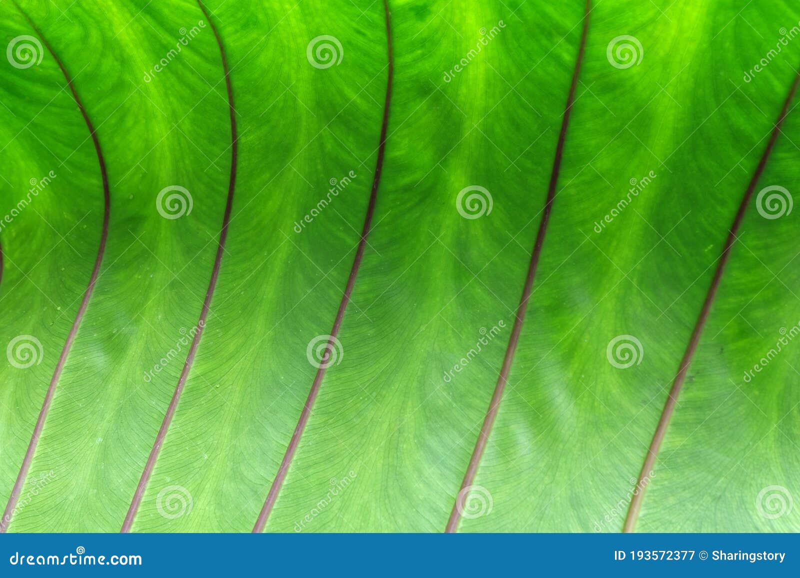 Green leave close up stock image. Image of spring, light - 193572377