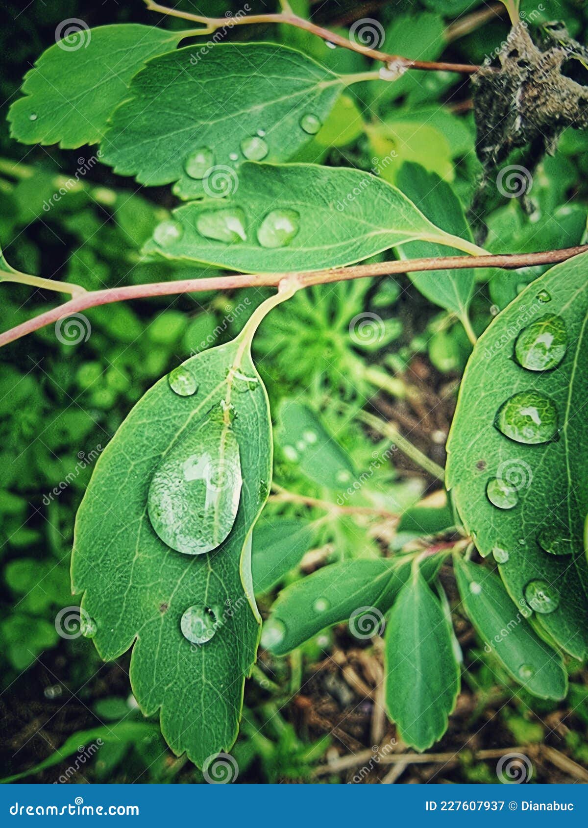 A green leave with a drop stock image. Image of fruit - 227607937