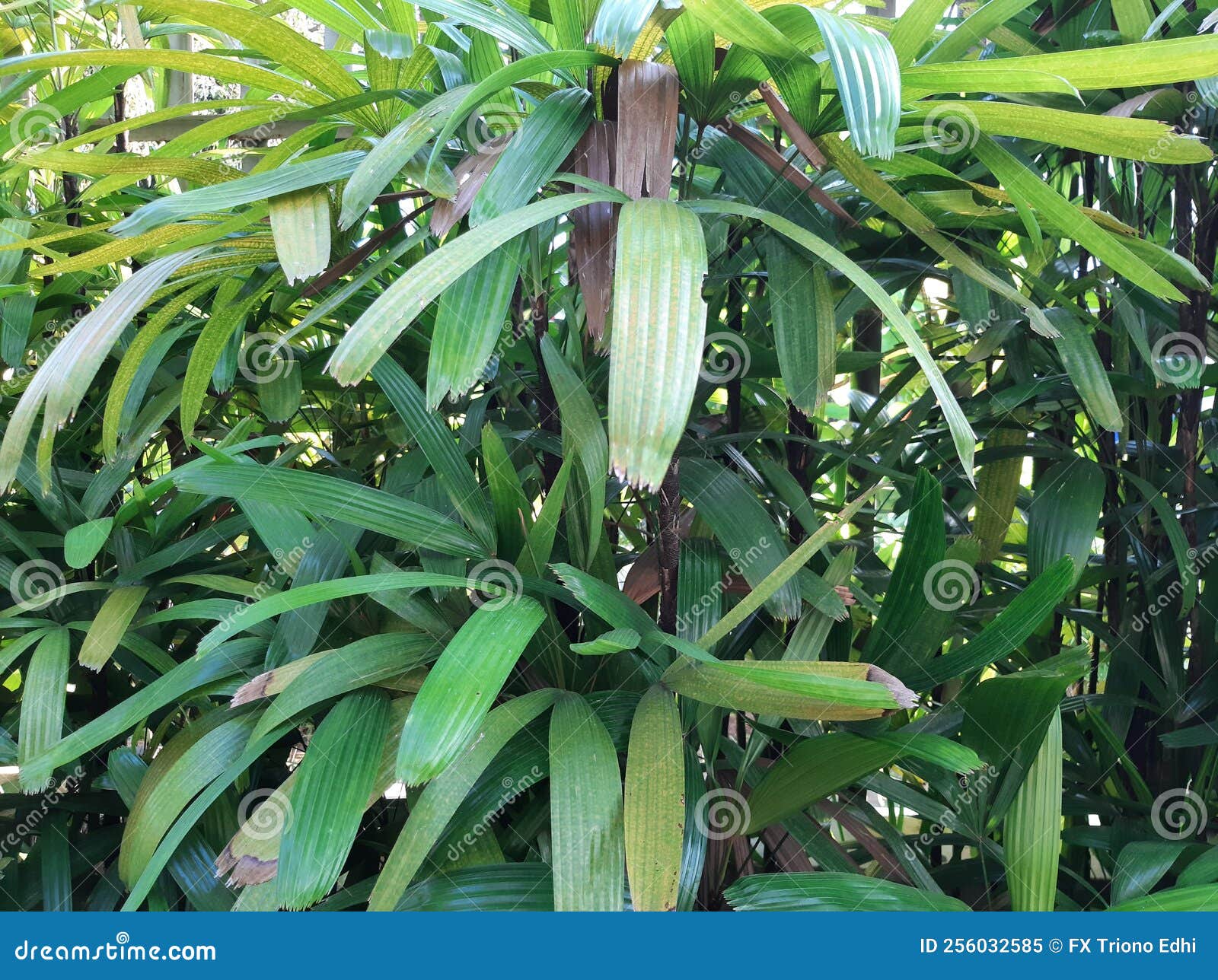 Green leave on the garden stock image. Image of produce - 256032585