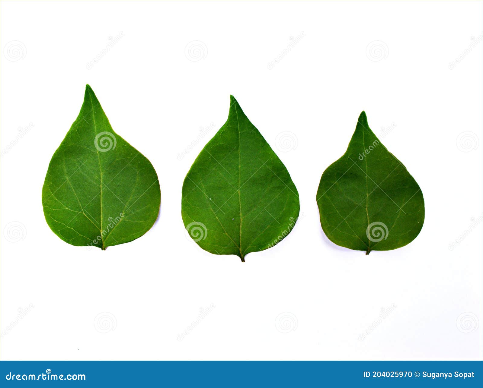 Green Leave Isolated on White Background ,,bougainvillea Flower Leaf ... Green Leave Isolated on White Background ,,bougainvillea Flower Leaf ...