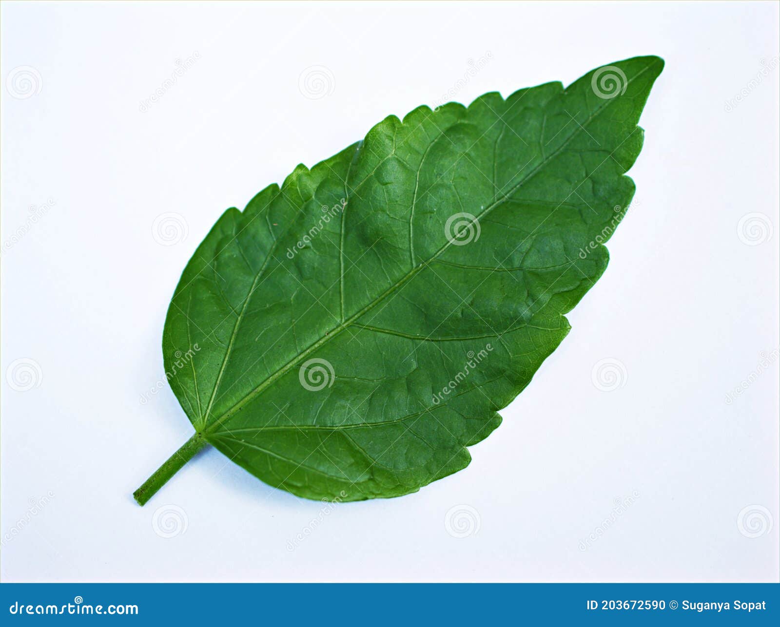 Green Leave Isolated on White Background ,hibiscus Flower Leaf, Nature ... Green Leave Isolated on White Background ,hibiscus Flower Leaf, Nature ...