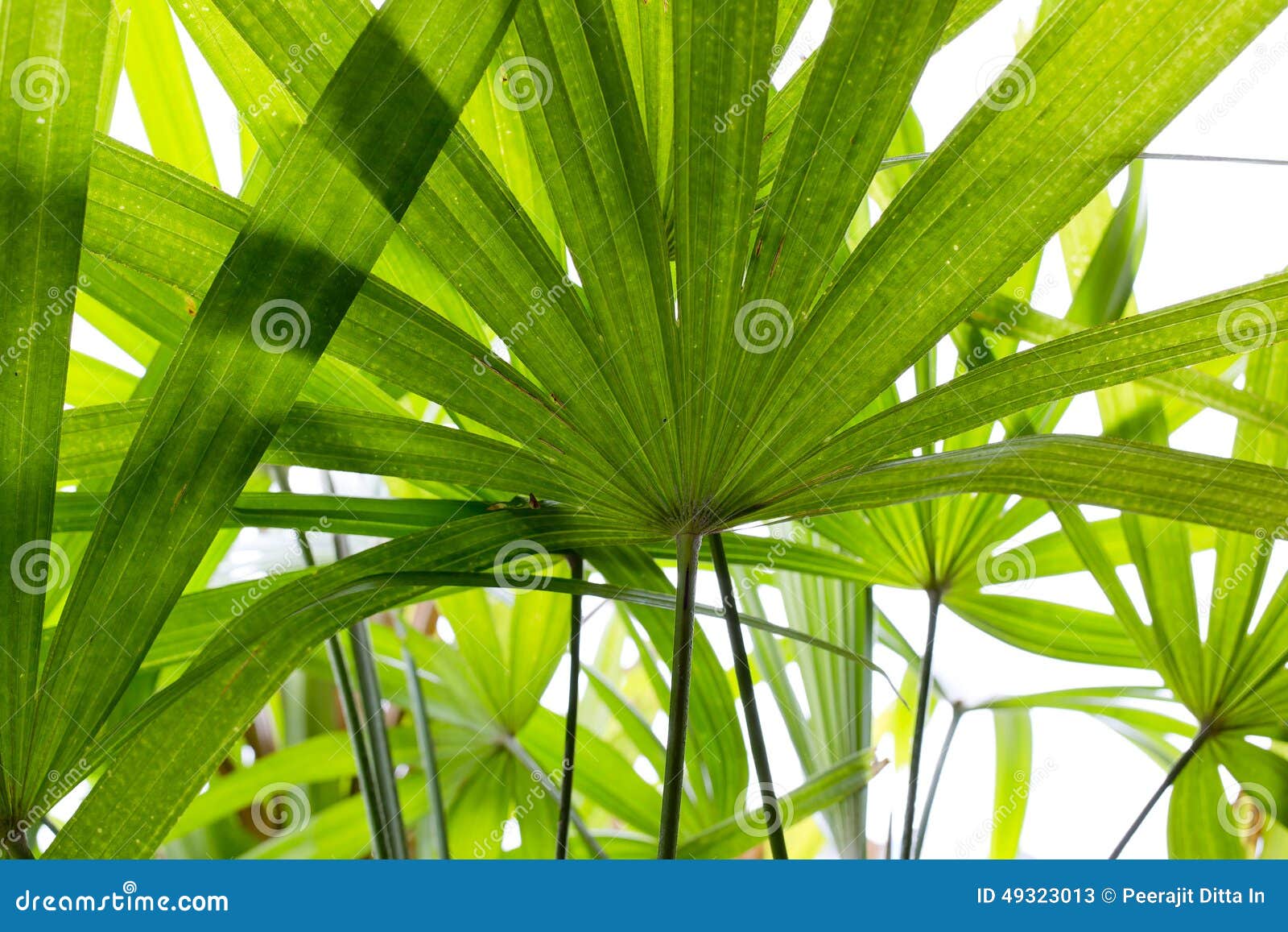 Green Leave, Leaft Background Texture Stock Image | CartoonDealer.com ...