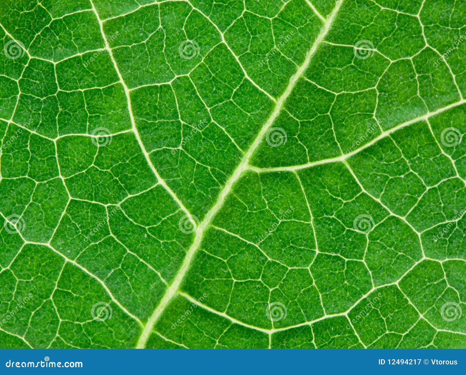 Green Leave, Leaft Background Texture Stock Image | CartoonDealer.com ...