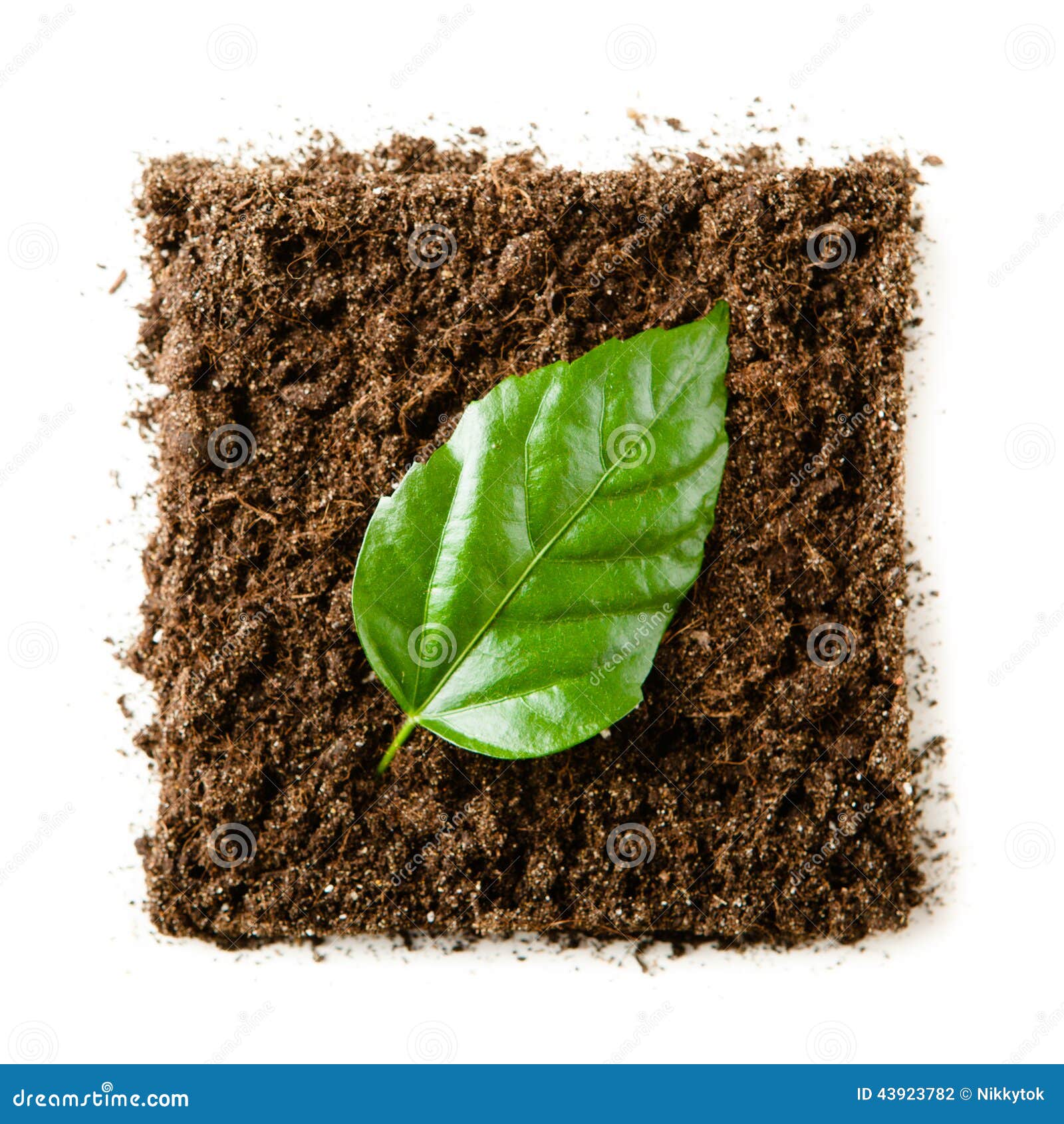 Green Leave on a Piece of Soil Stock Photo - Image of brown, concept ...