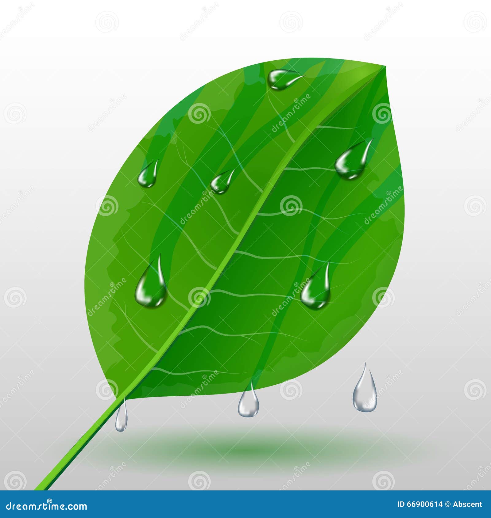 Green Leave with Water Drops Stock Vector - Illustration of detail ...