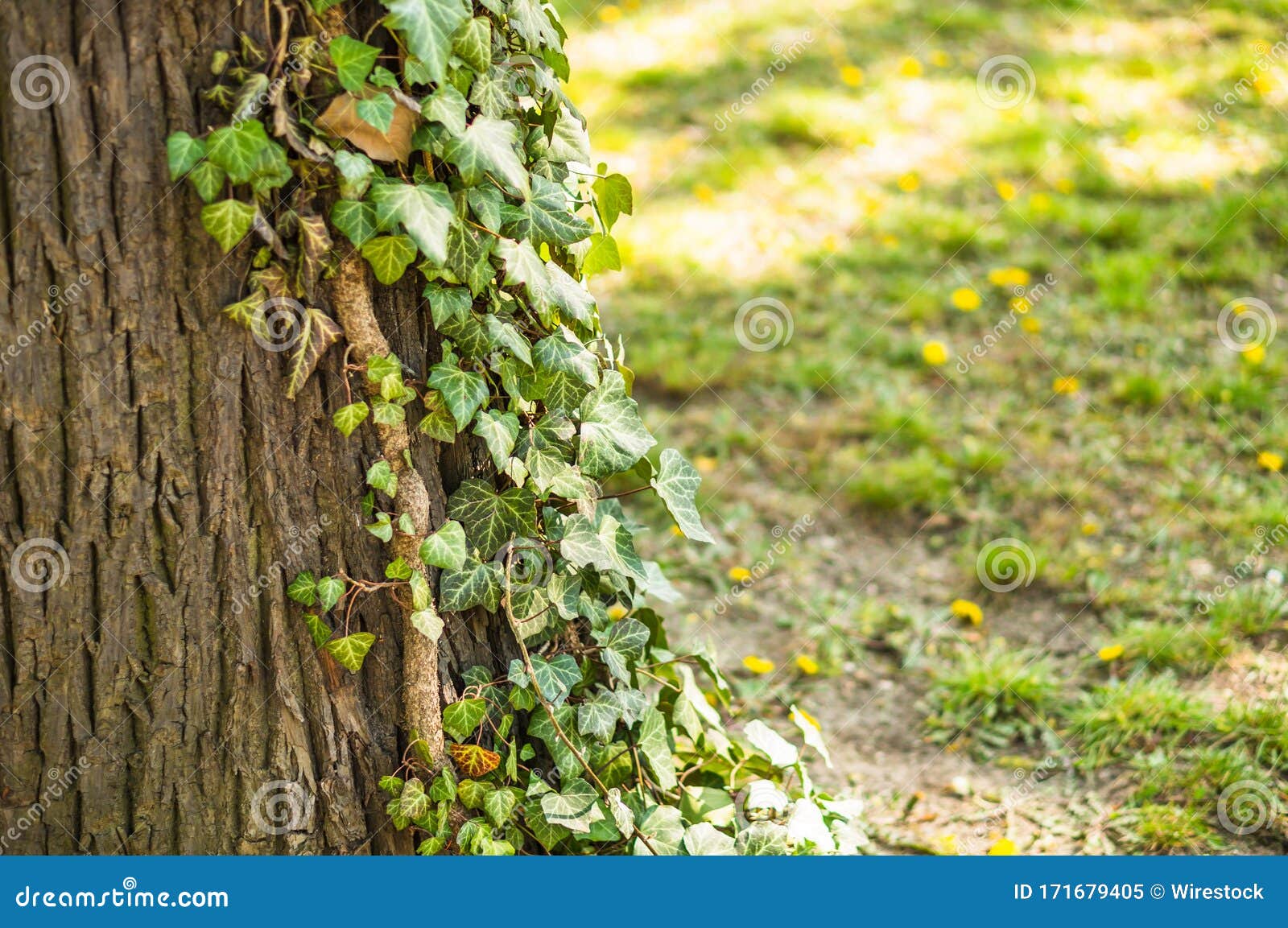 Green-leaved Plant Growing on the Trunk of a Tree Stock Image - Image ...