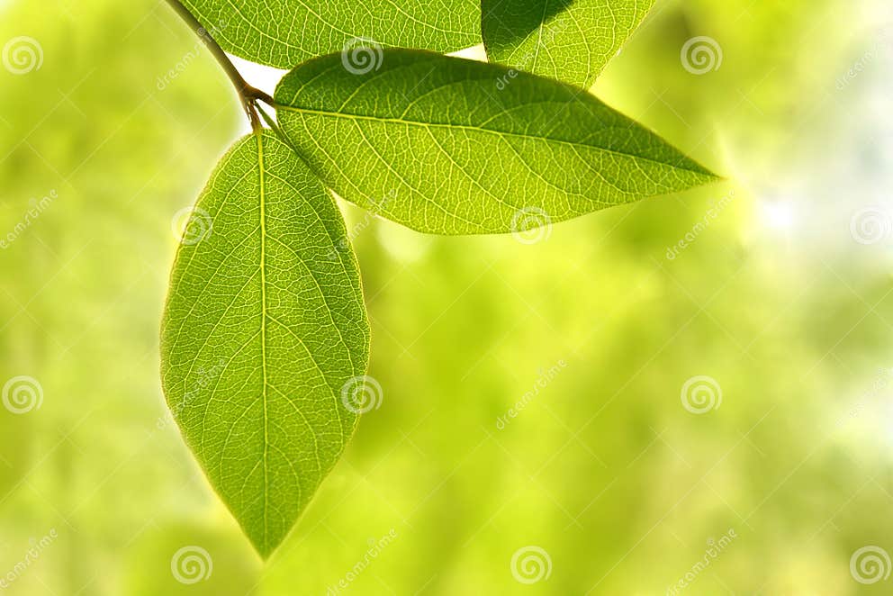 Green leaves stock photo. Image of floro, background - 13732176