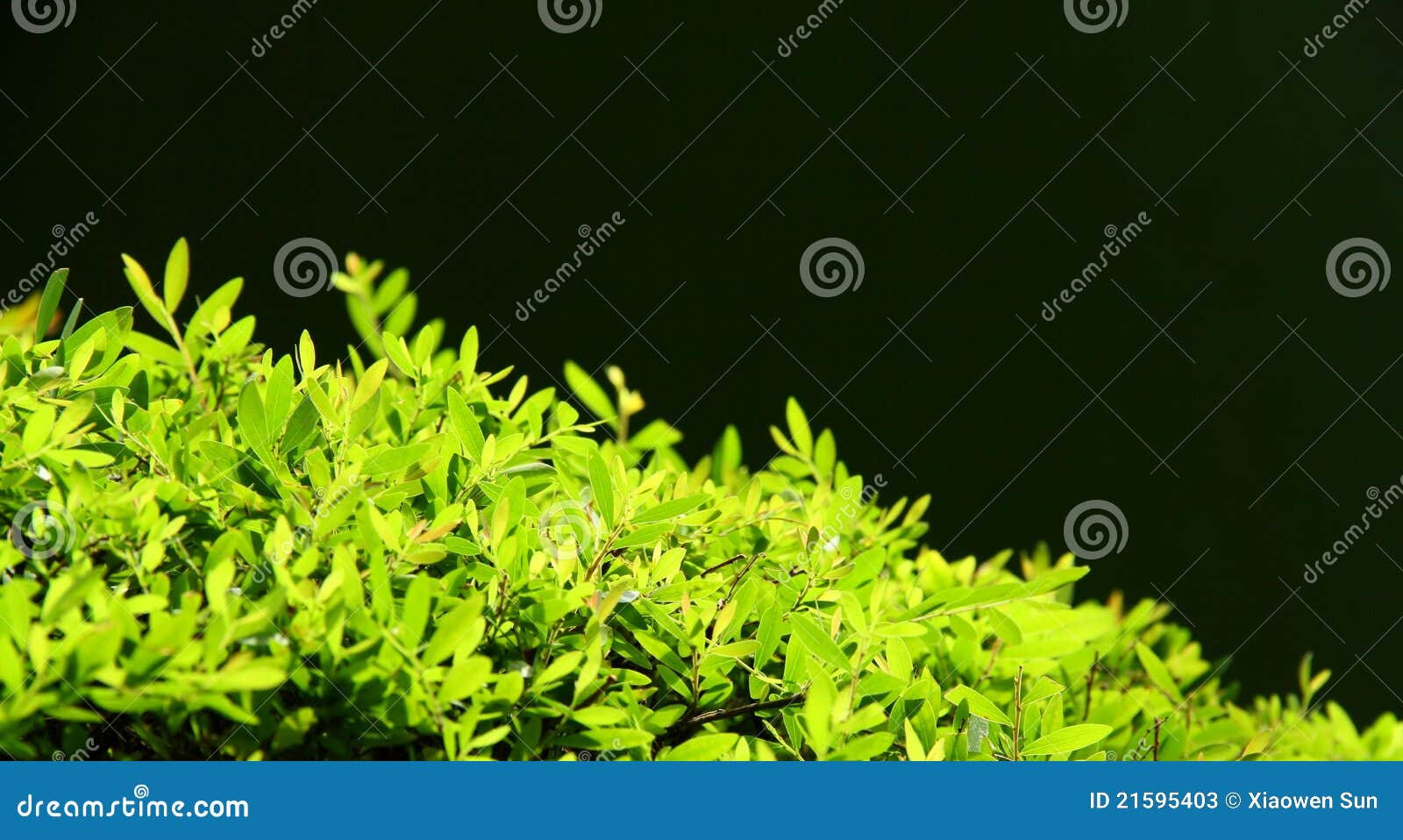 Green leaves stock image. Image of grow, leaves, color - 21595403