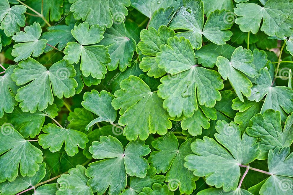 Green leaves stock image. Image of forest, leaves, freshness - 22775553