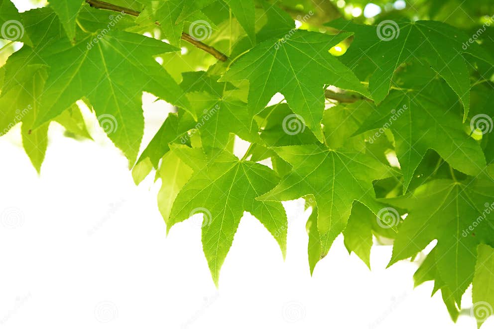 Green leaves stock image. Image of space, fresh, summer - 2413177