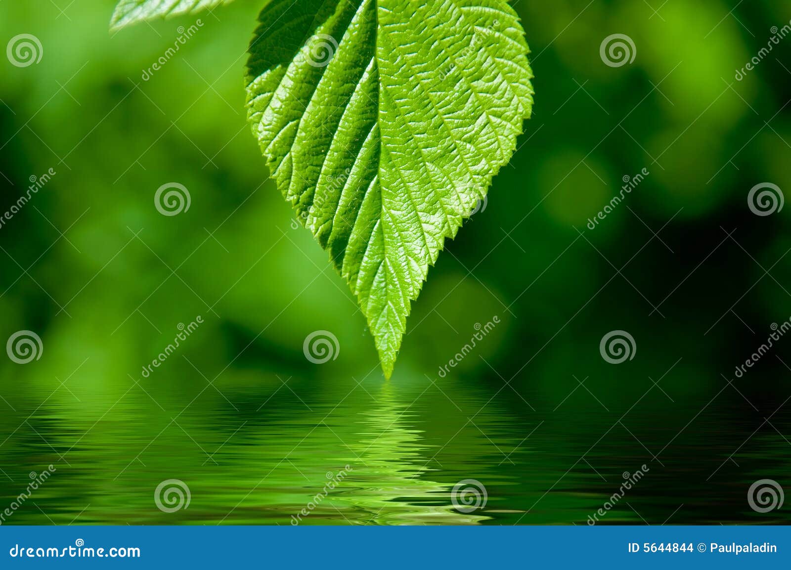 Green leaves stock photo. Image of plants, fresh, river - 5644844