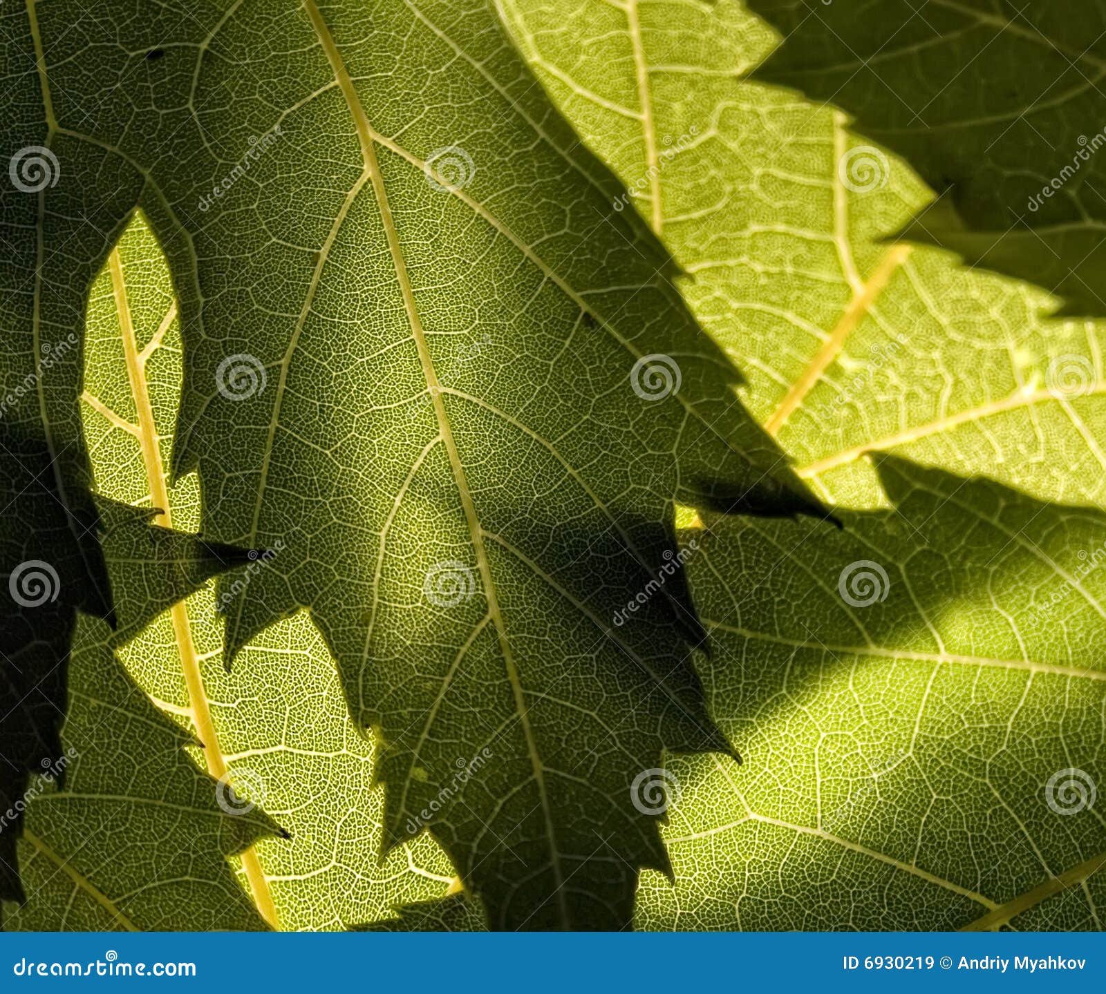 Green leaves stock image. Image of color, energy, botany - 6930219