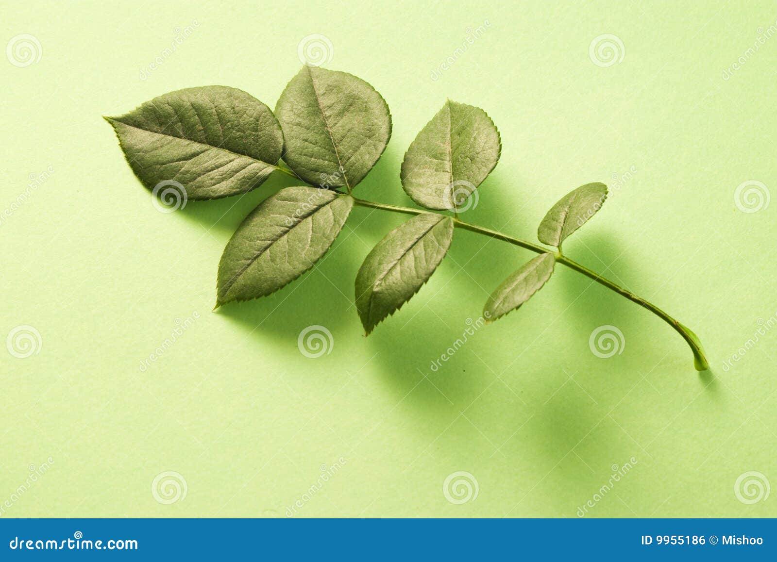 Green leaves stock photo. Image of light, natural, leaf - 9955186