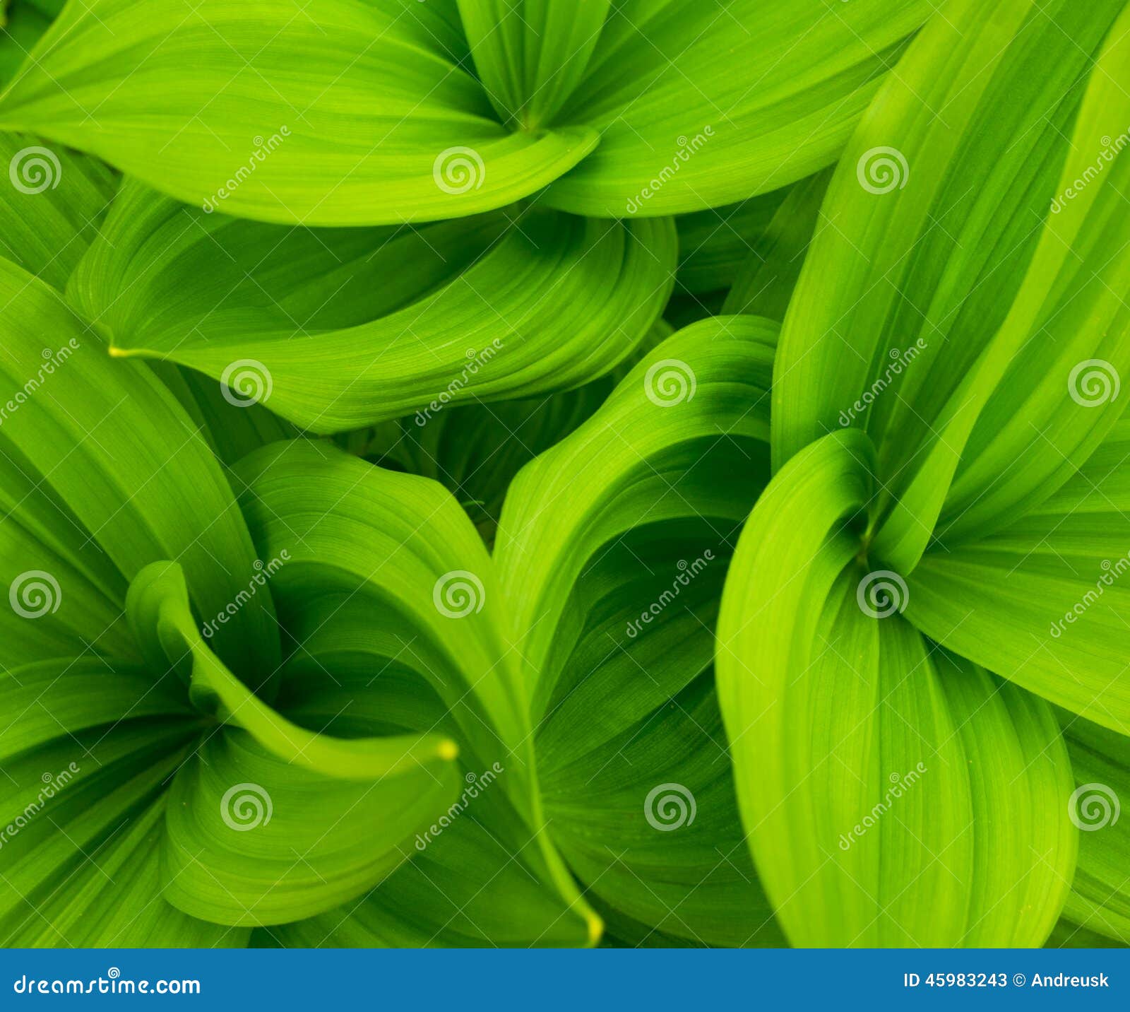 Green Leaves Abstract Background Stock Image - Image of grass, nature ...