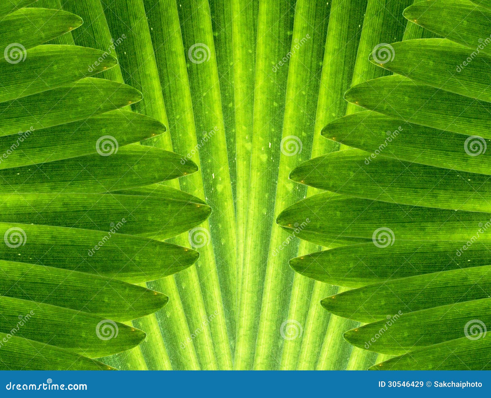 Green Leaves Abstract Background Stock Image - Image of green, spring ...