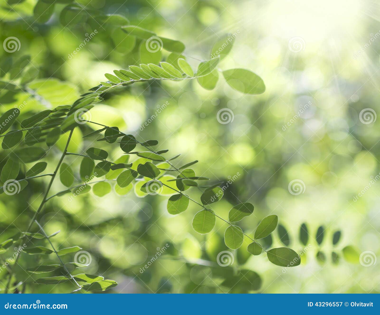 Green leaves of acacia stock image. Image of closeup - 43296557
