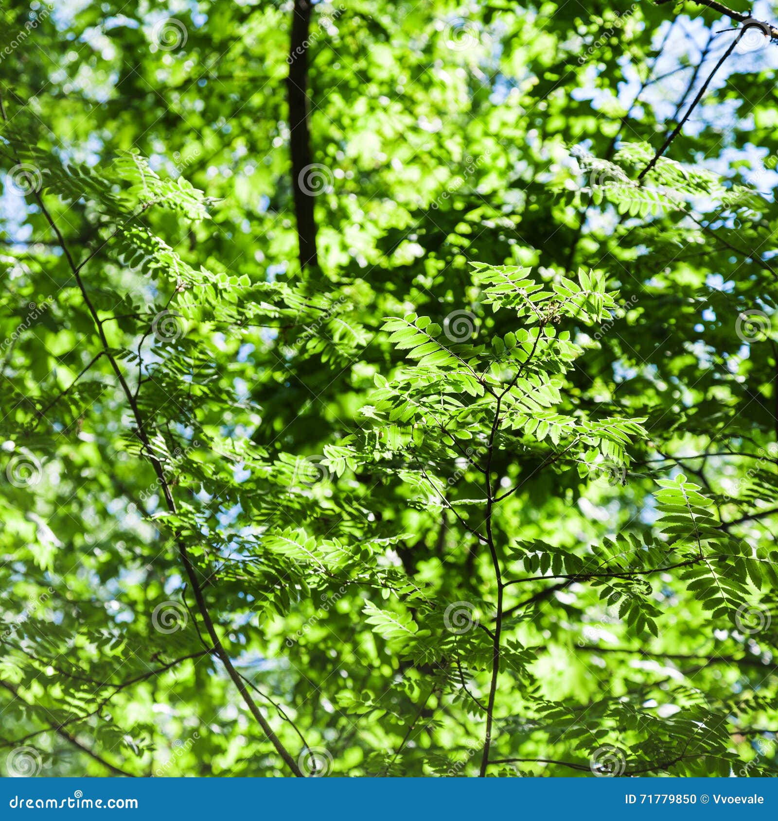 Green Leaves of Acacia Tree Illuminated by Sun Stock Photo - Image of ...