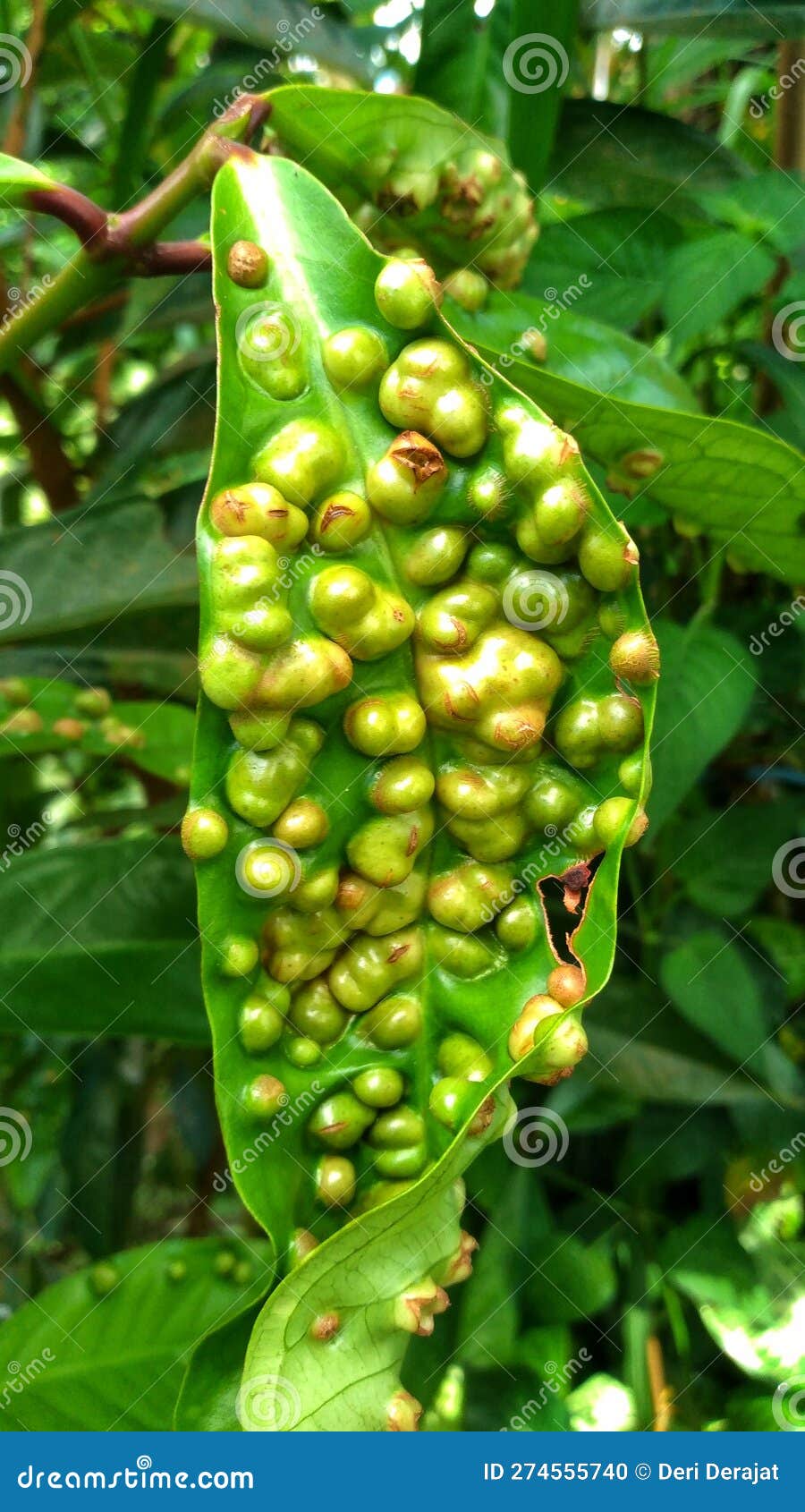 Green Leaves Affected by Leaf Pests Stock Photo - Image of leaf, green ...