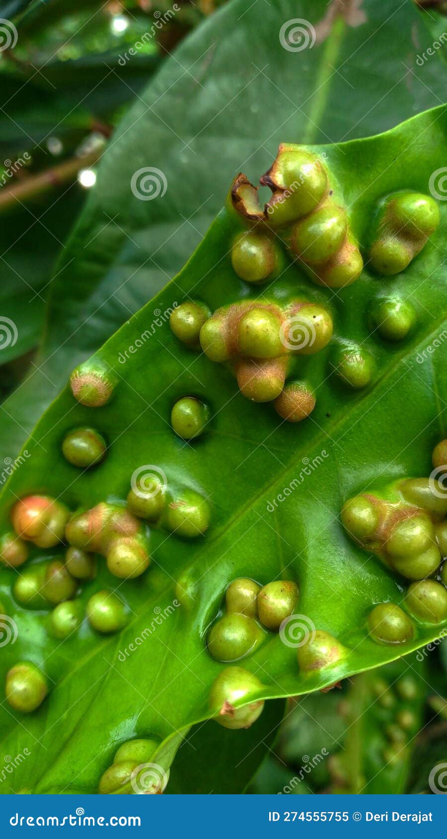 Green Leaves Affected by Leaf Pests Stock Image - Image of leaf, pests ...