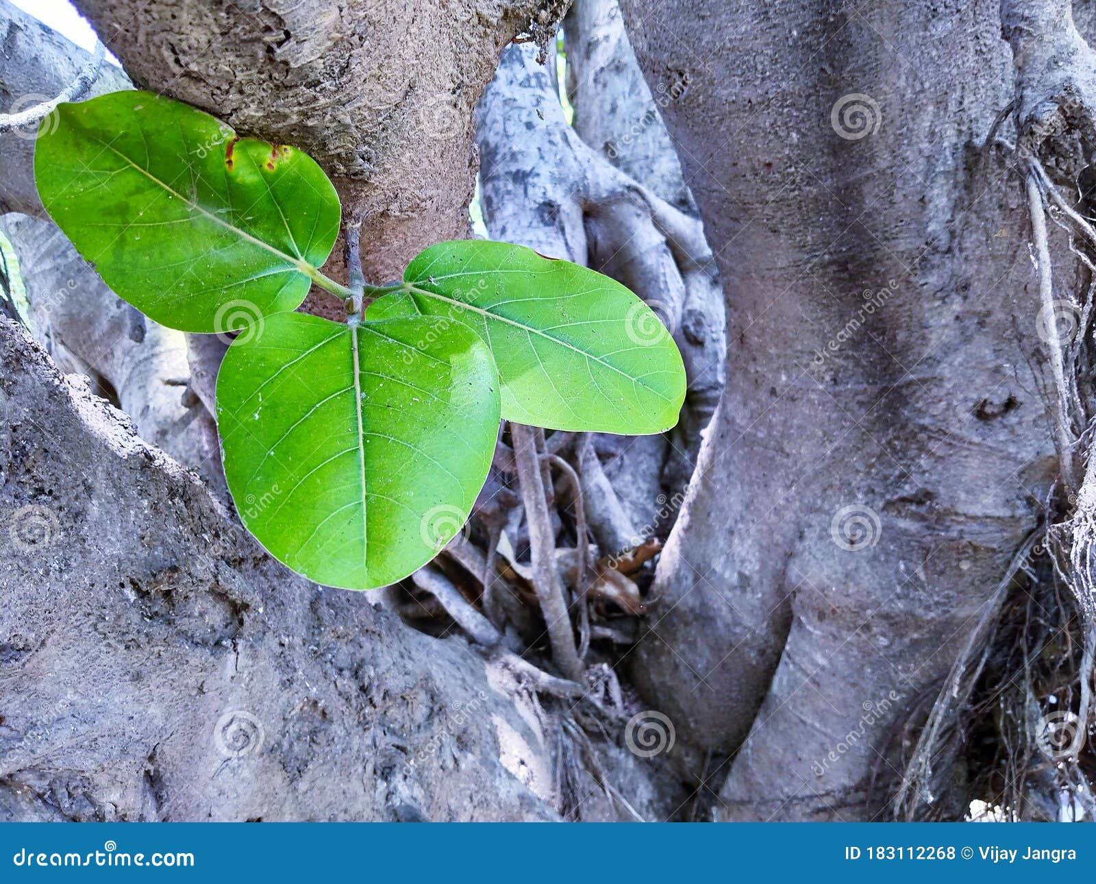 Green Leaves Alone in a Tree Branch Looks Peaceful. Stock Photo - Image ...