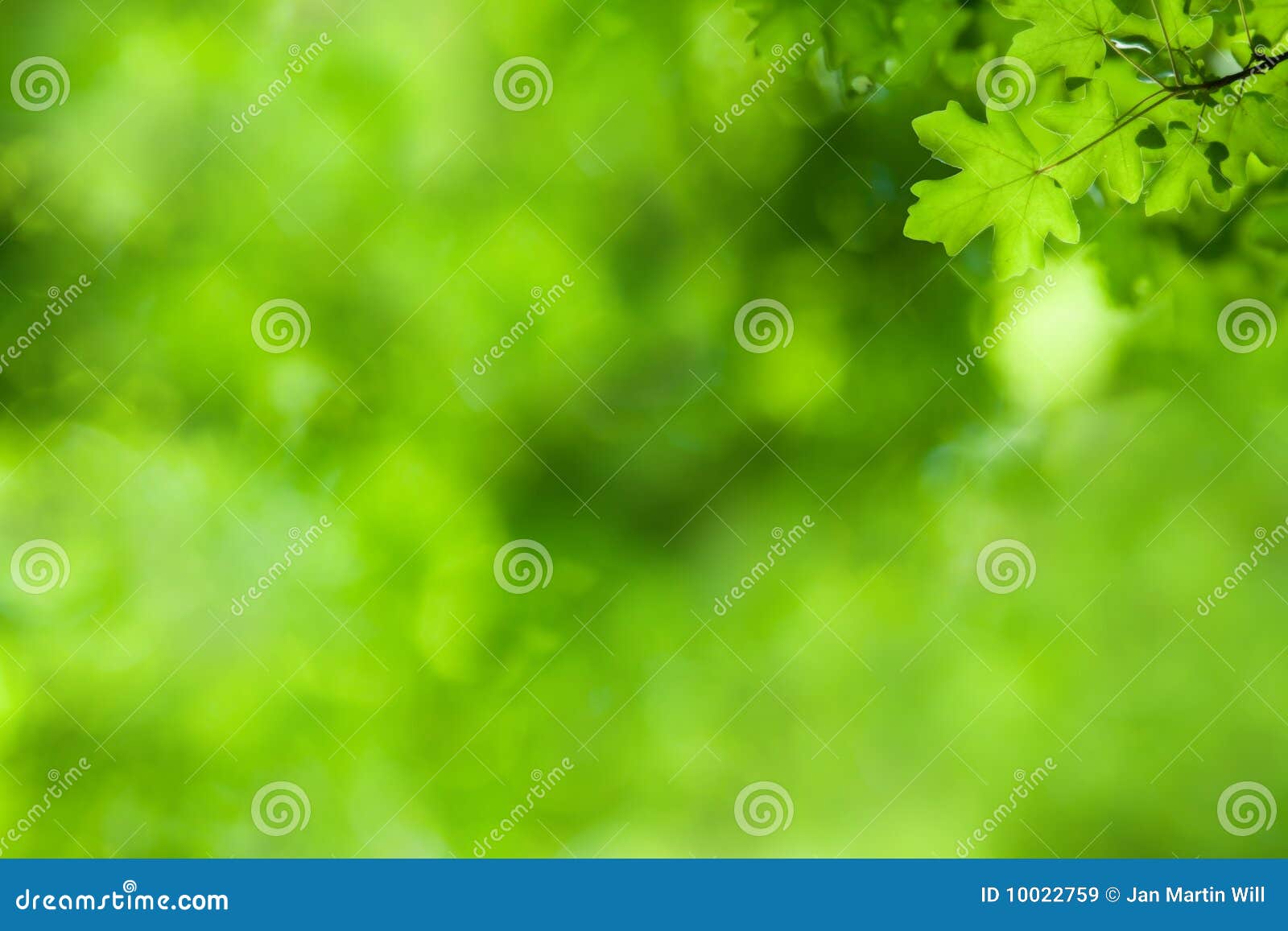 Green leaves background stock image. Image of nature - 10022759