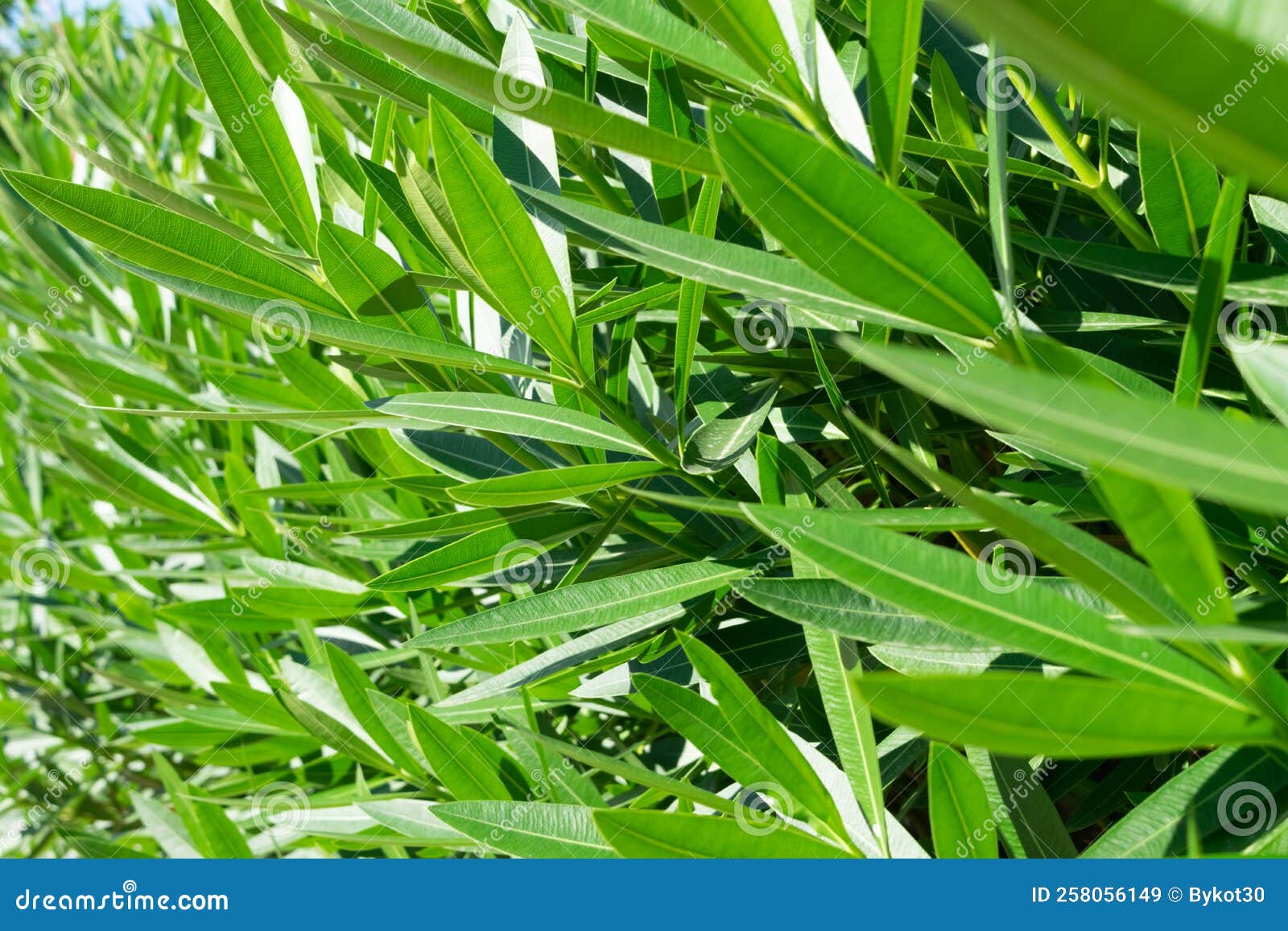 Green Leaves of a Bush in the Park, Close-up. Stock Image - Image of ...