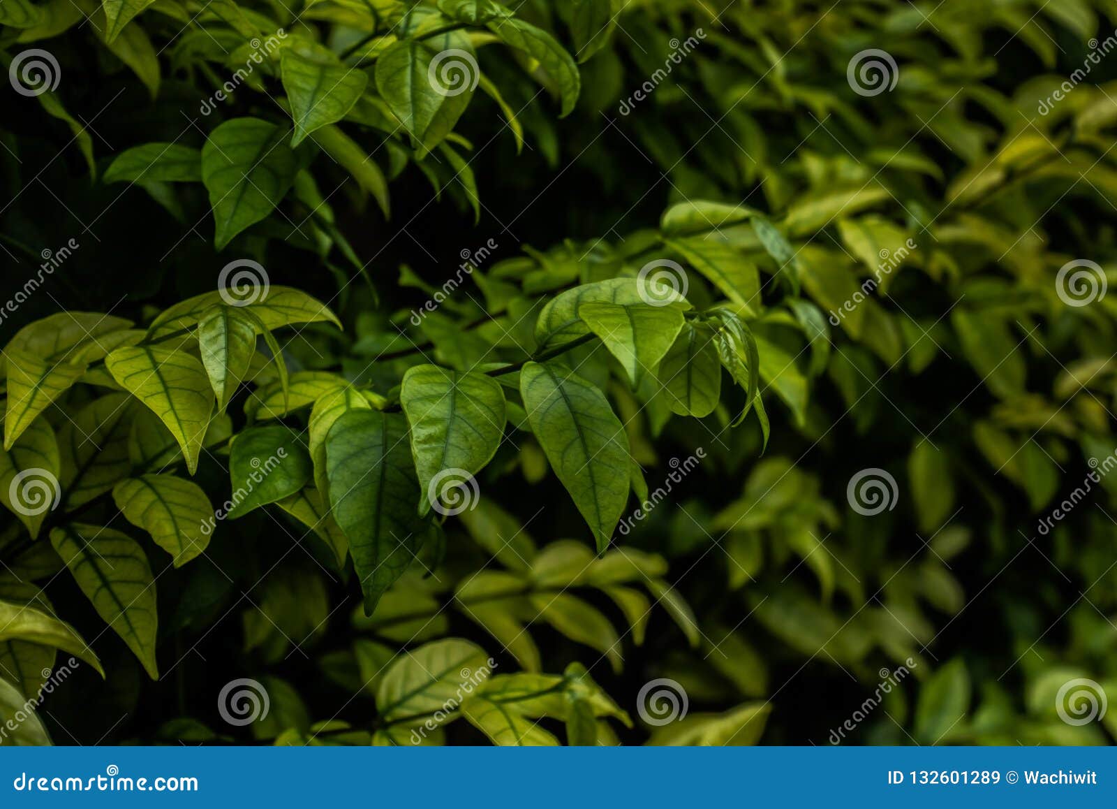 Green leaves background stock image. Image of organic - 132601289