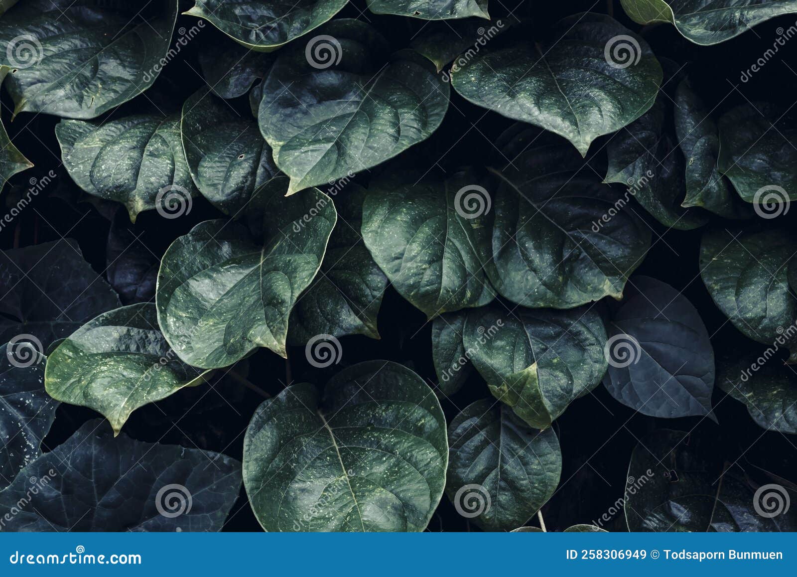Green Leaves Background. Green Leaves Color Tone Dark Stock Image ...