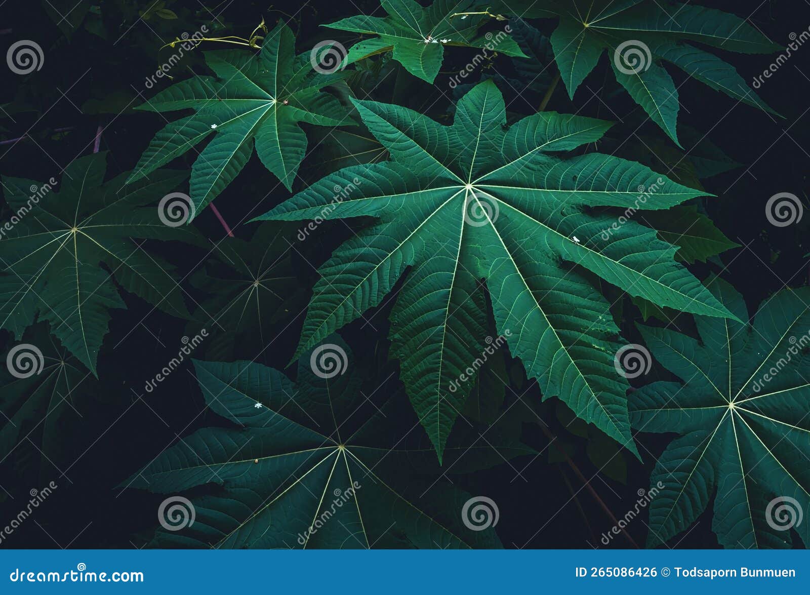 Green Leaves Background. Green Leaves Color Tone Dark Stock Photo ...