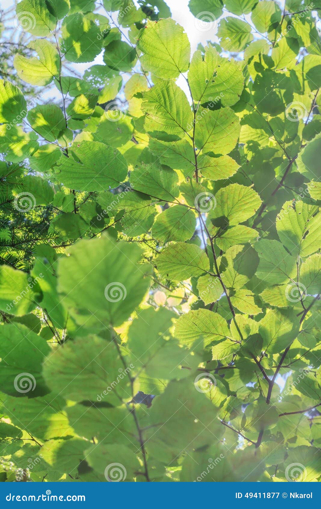 Green Leaves Background of Common Hazel Stock Image - Image of bright ...