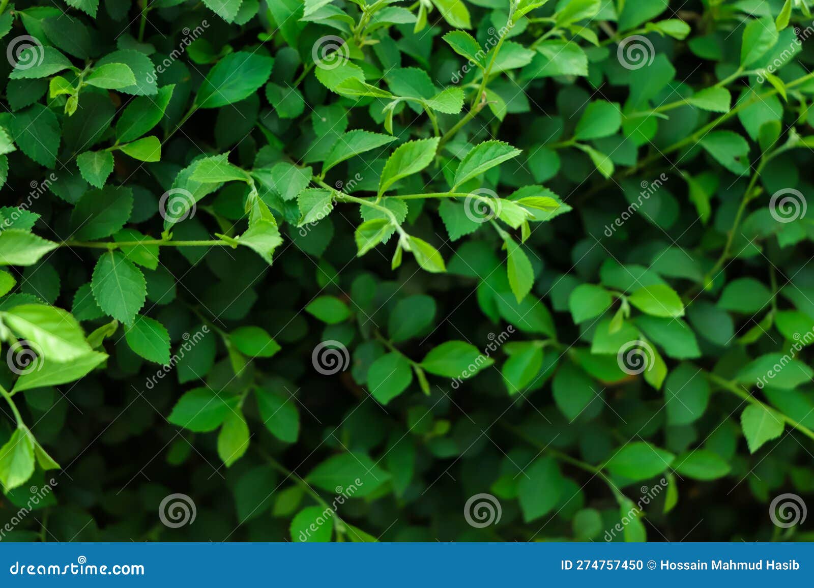 Green Leaves Background, Forest Leaf Background Stock Photo - Image of ...