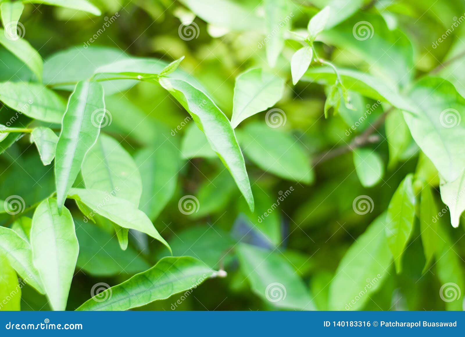 Green Leaves Background Give Soothing Feeling Stock Photo - Image of ...