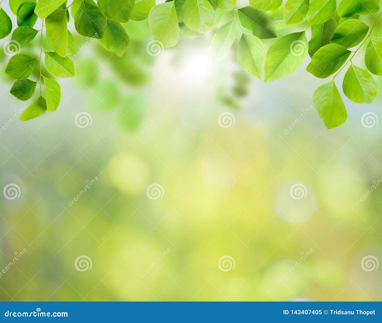 Green Leaves Background and Layout Stock Image - Image of background ...