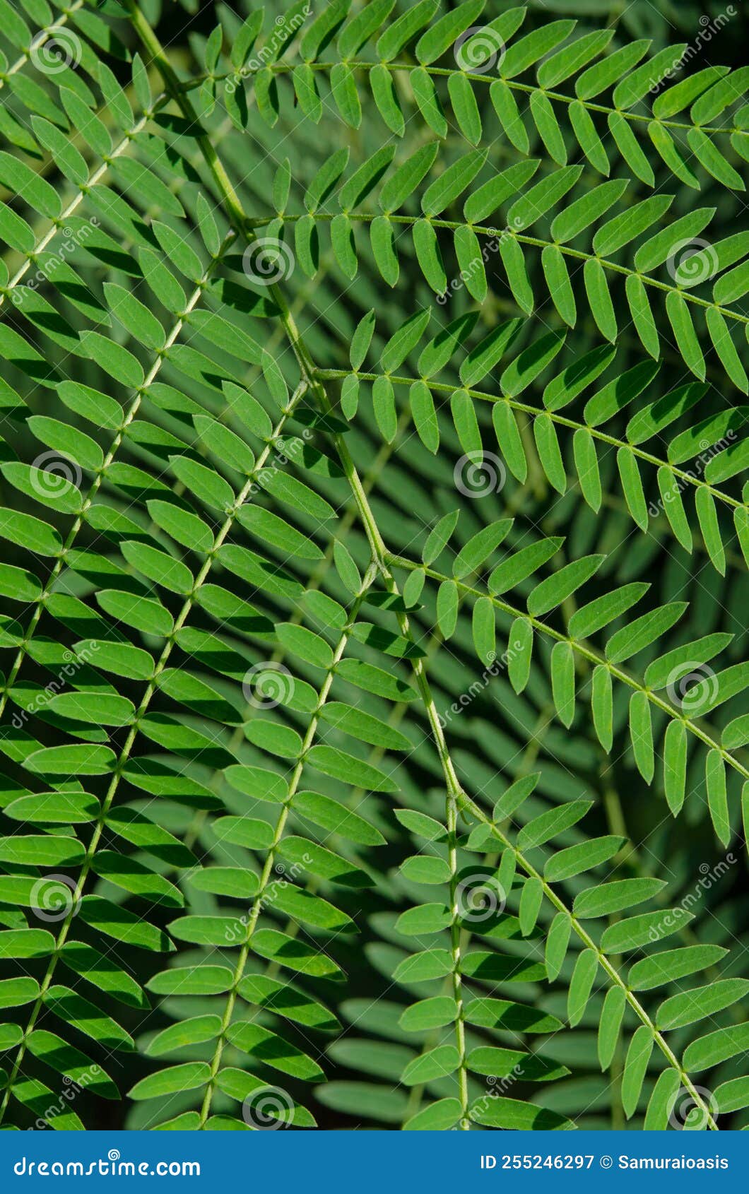 Close Up Green Leaves Background,Leucaena Leucocephala Stock Image ...