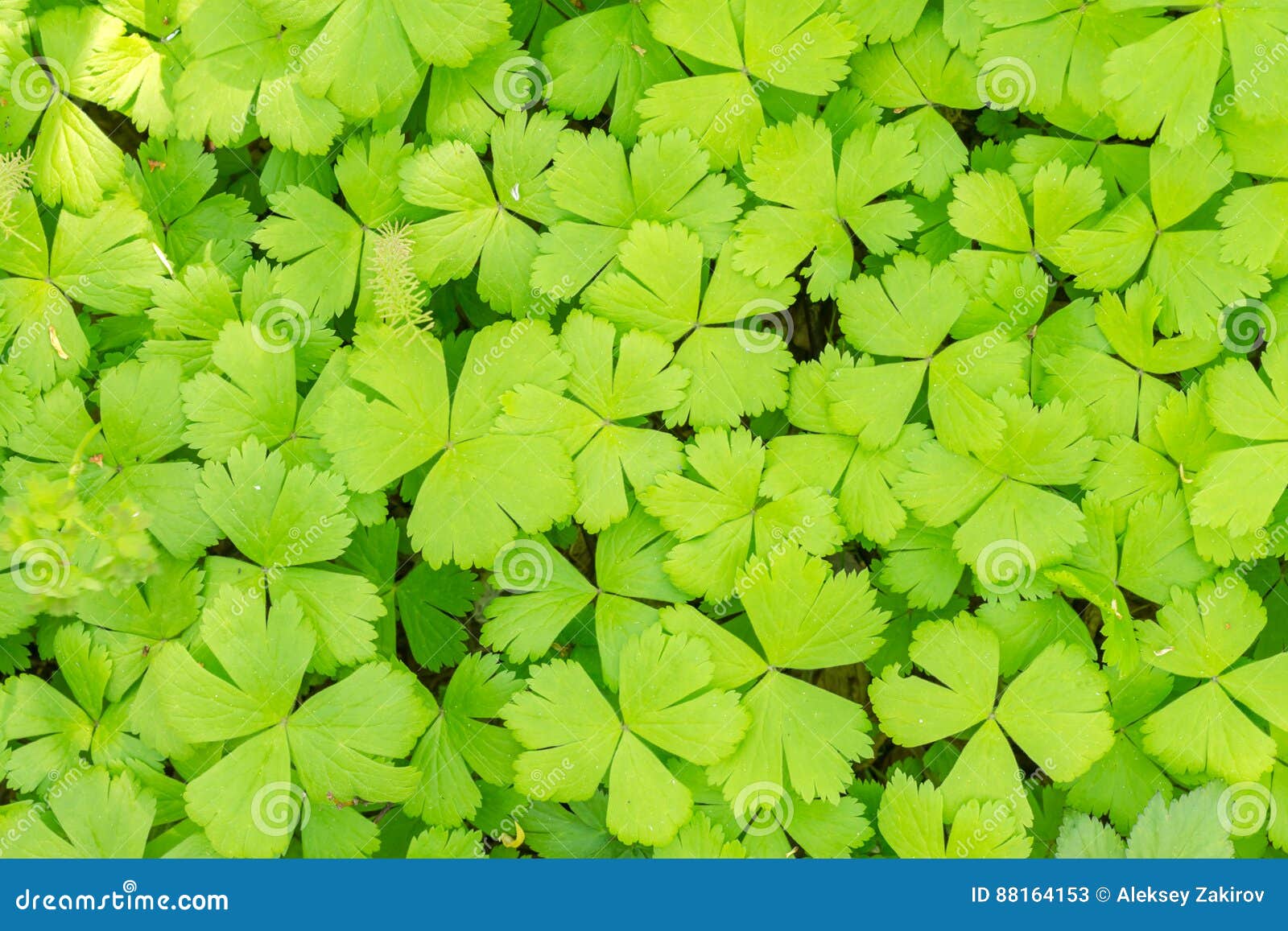 Green Leaves Background of Marsh Grass in Light and Shadow Stock Image ...