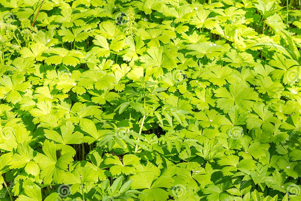 Green Leaves Background of Marsh Grass in Light and Shadow Stock Photo ...