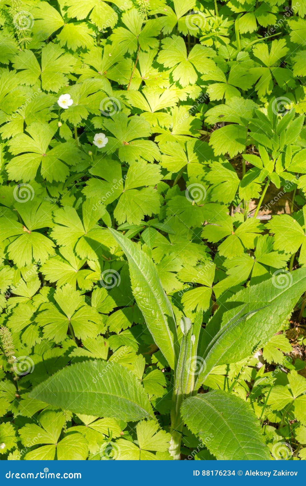 Green Leaves Background of Marsh Grass in Light and Shadow Stock Photo ...