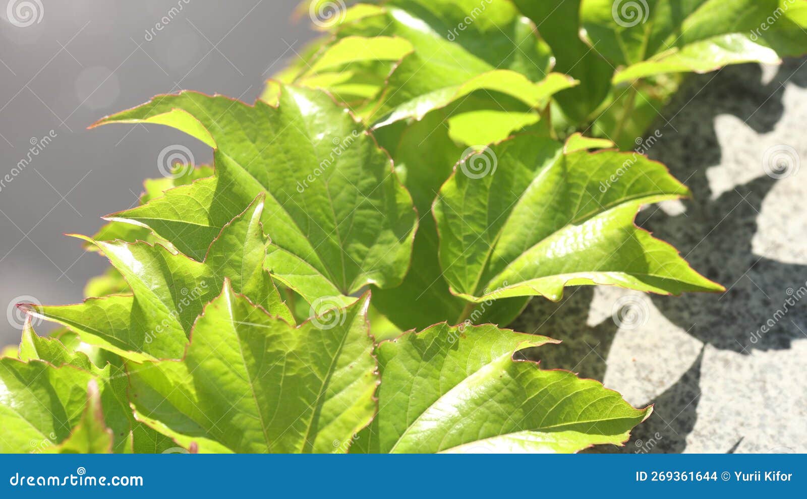 Green Leaves on the Background of the River in the Park Stock Photo ...