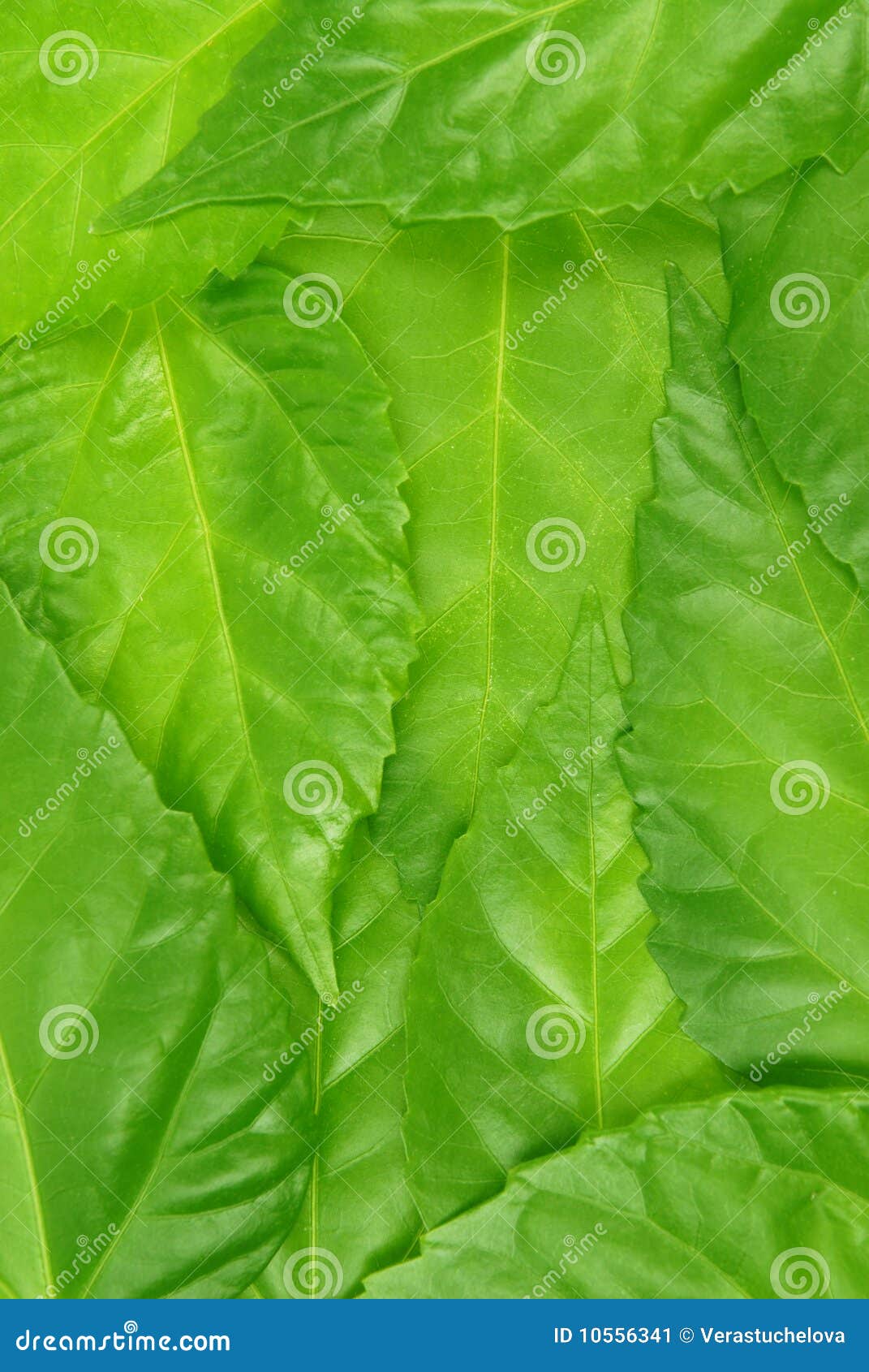 Green Leaves Background Texture Stock Image - Image of plant, clear ...