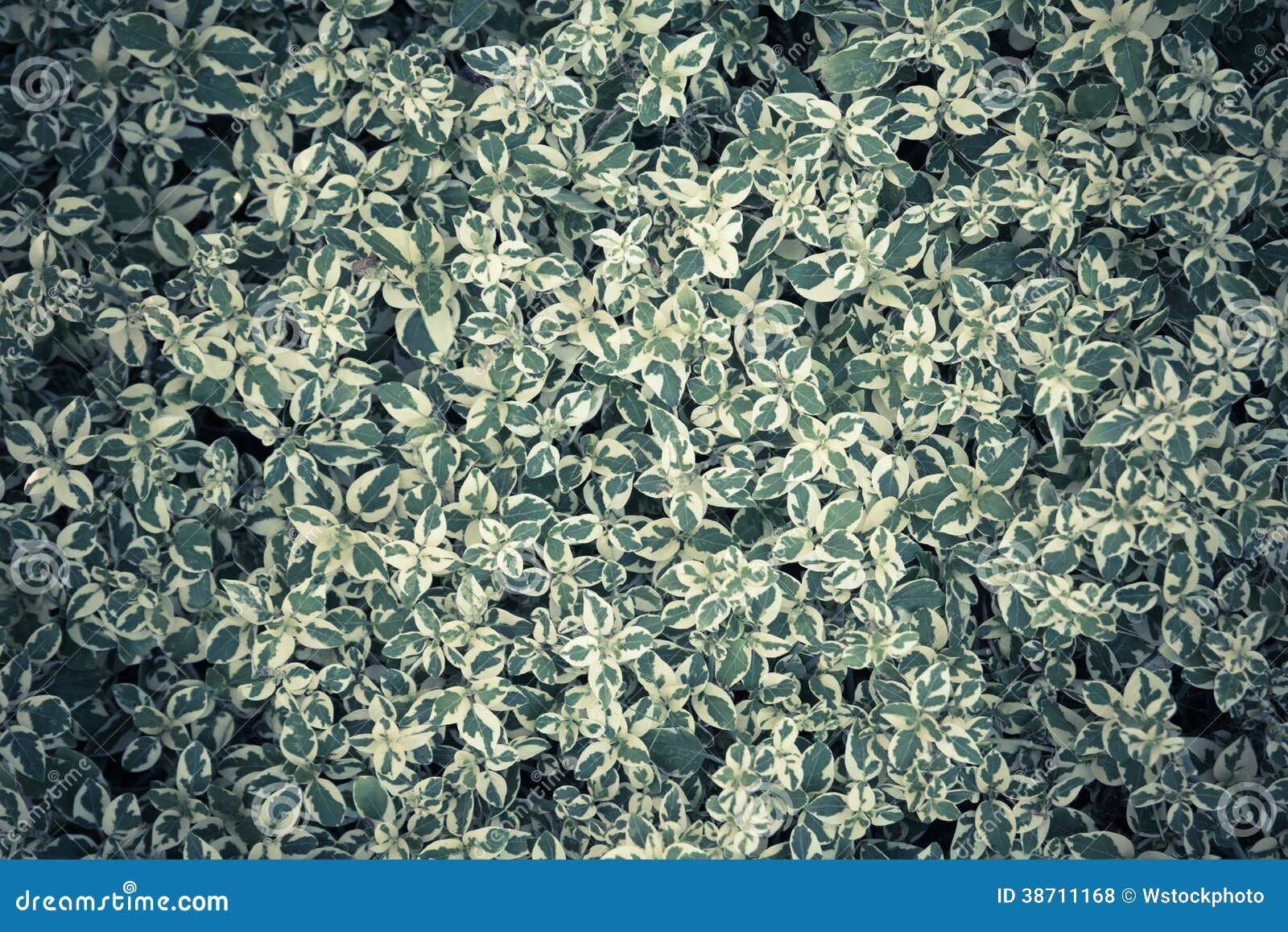 Green Leaves Background Texture in Cold Tone Stock Photo - Image of ...