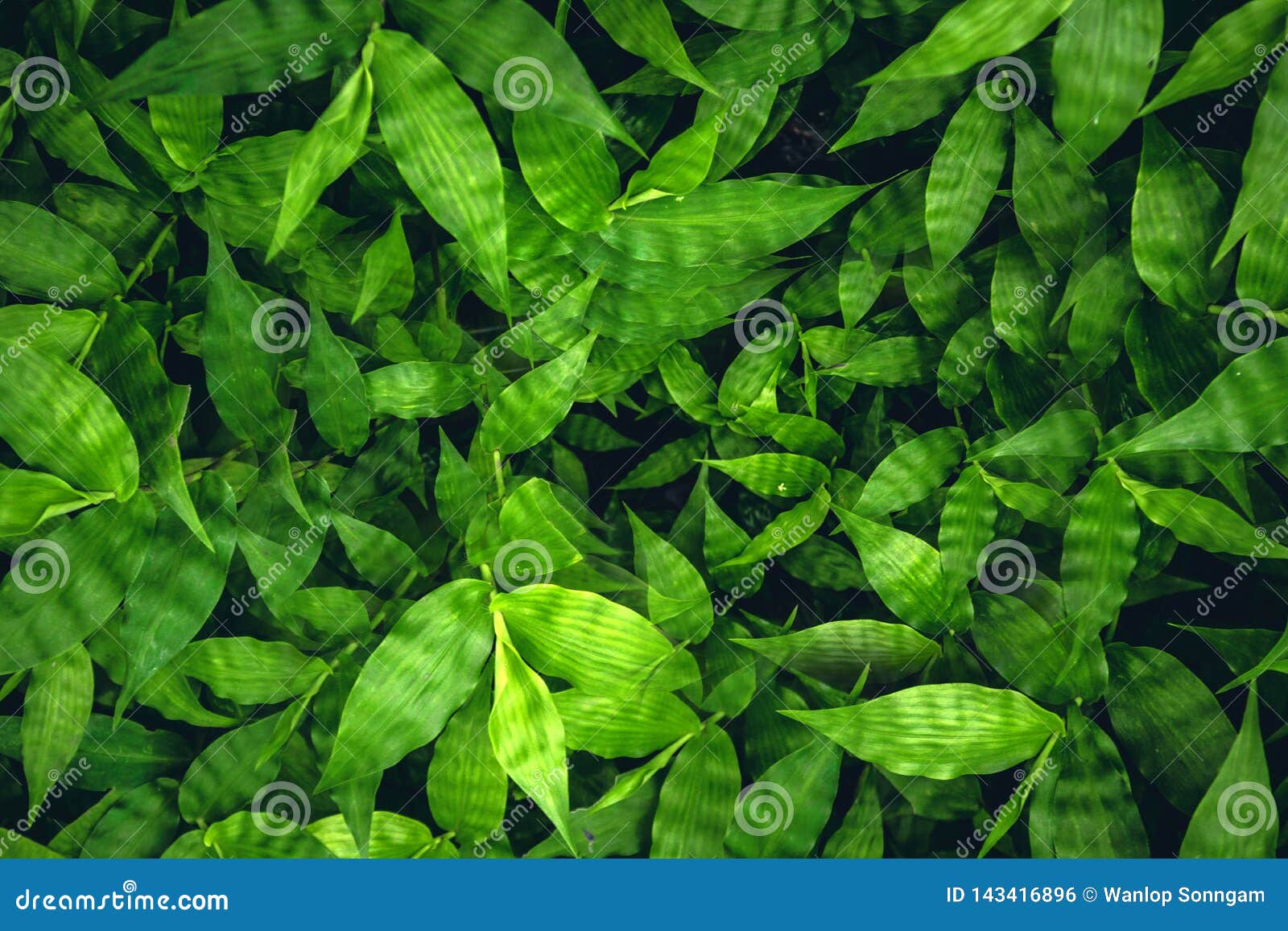 Green Leaves. Green Leaves Background Texture Stock Photo - Image of ...