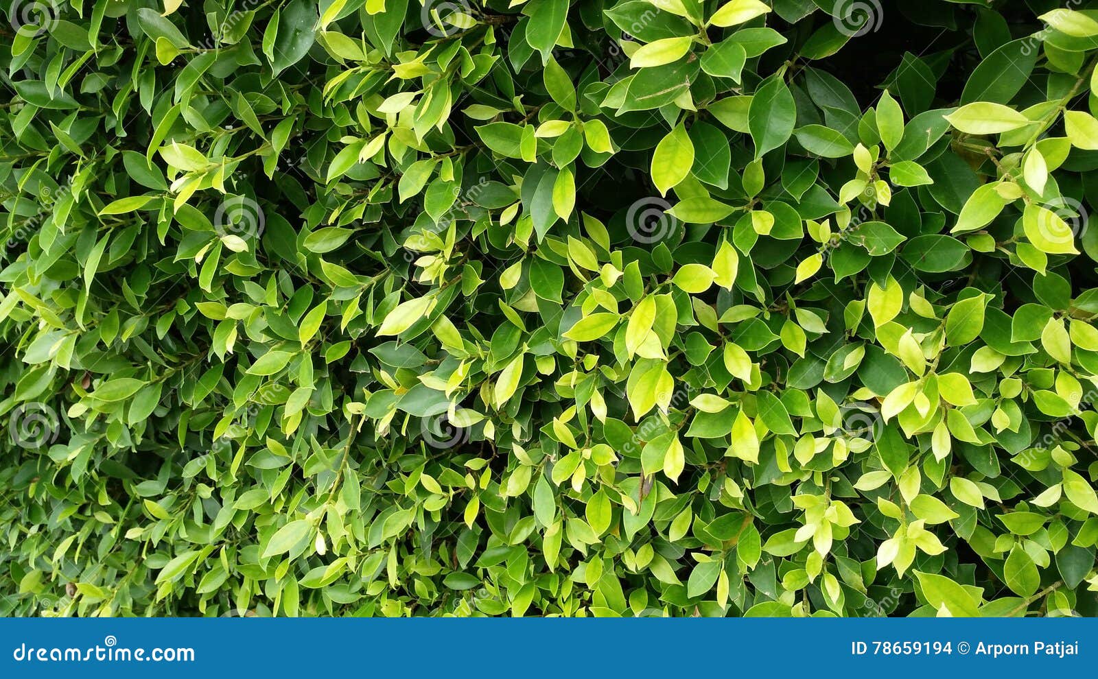 Tree Leaves Texture Seamless